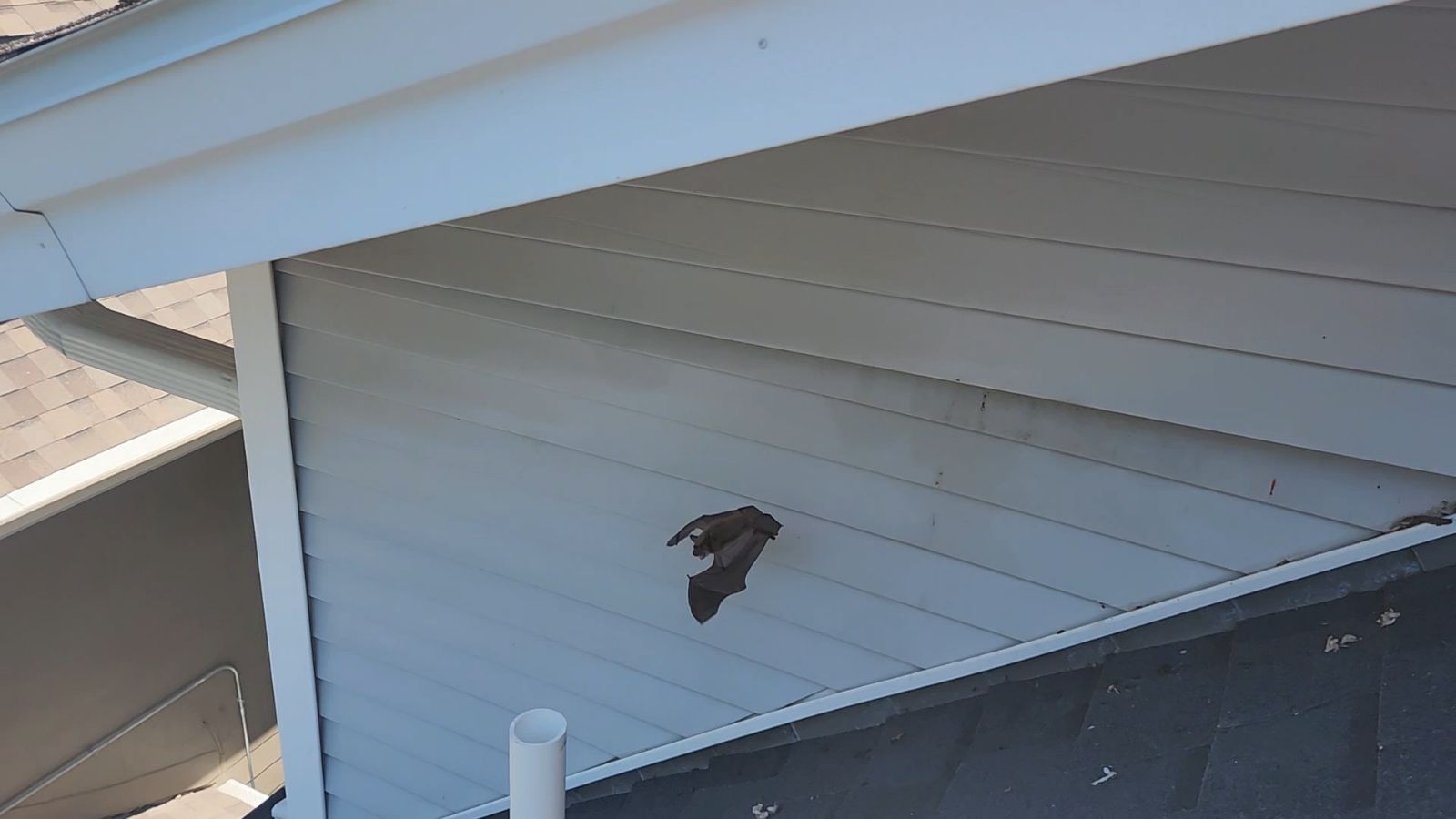 It’s the most active time of year for bats — here’s what professionals ...